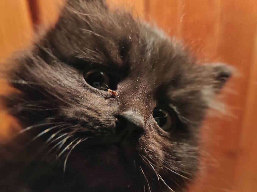Чёрненькие котики близнецы
