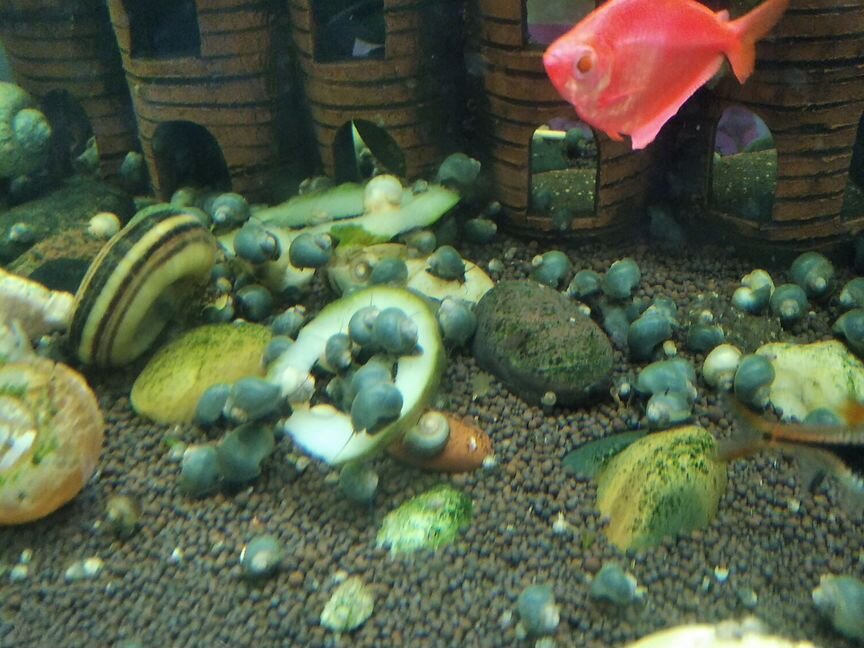 Ампулярии, маризы