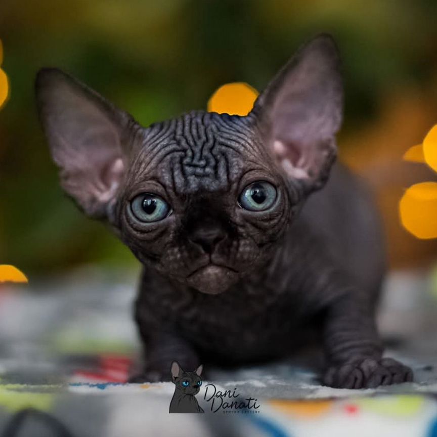 Черный Гремлин Сфинкс