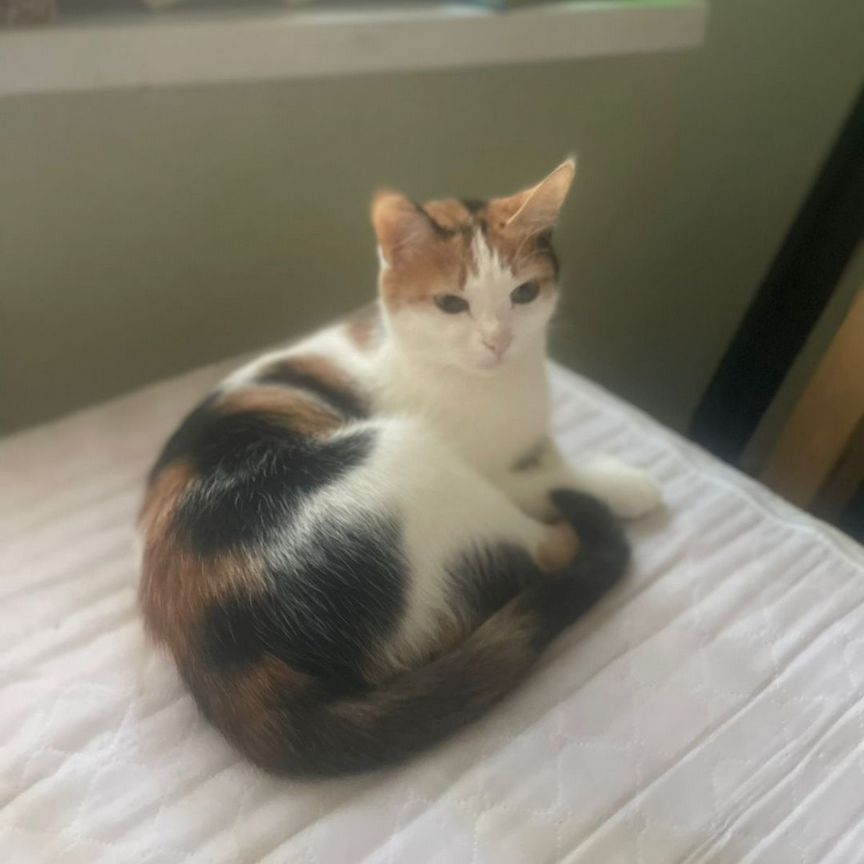 Кошка