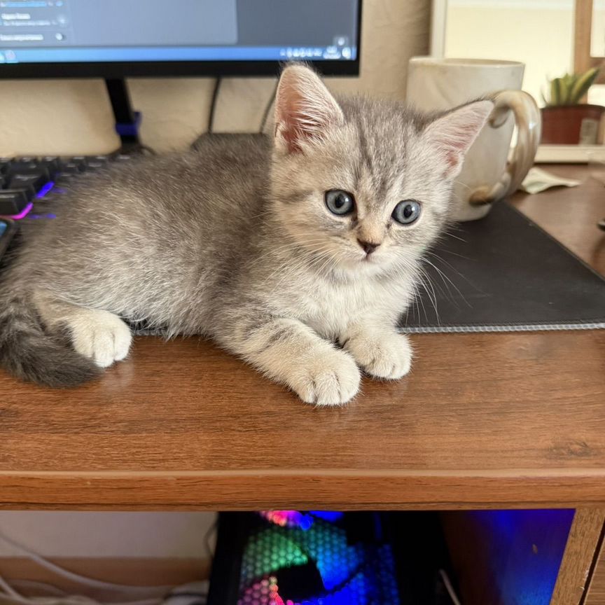 Котенок Шотландка