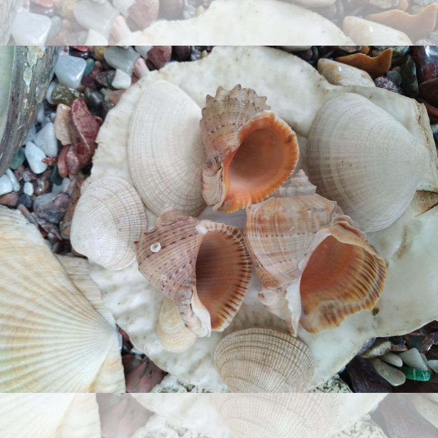 Крупные морские ракушки