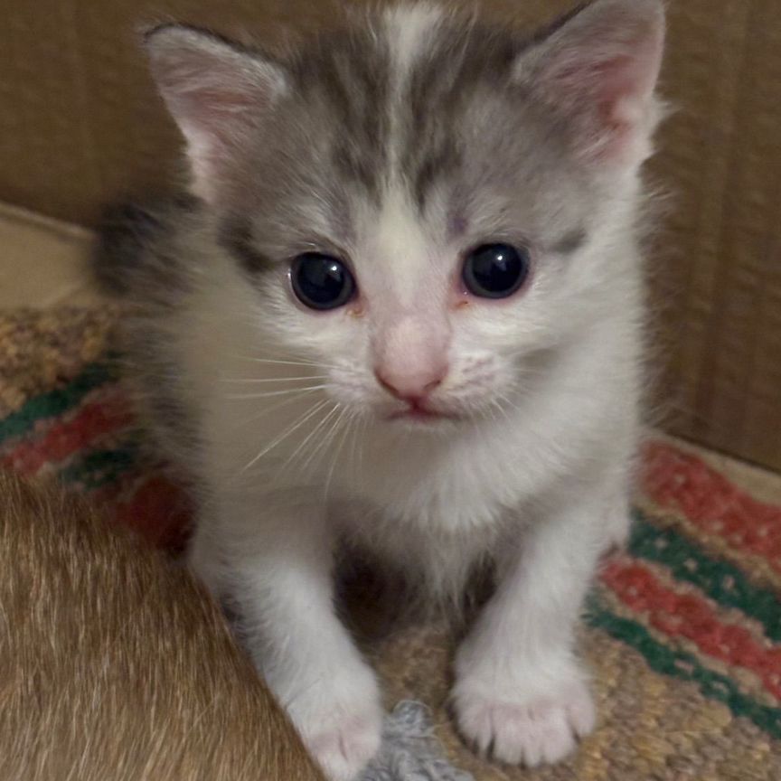 Котёнок в добрые руки