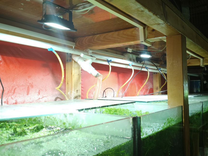 Аквариумные рыбки и растения