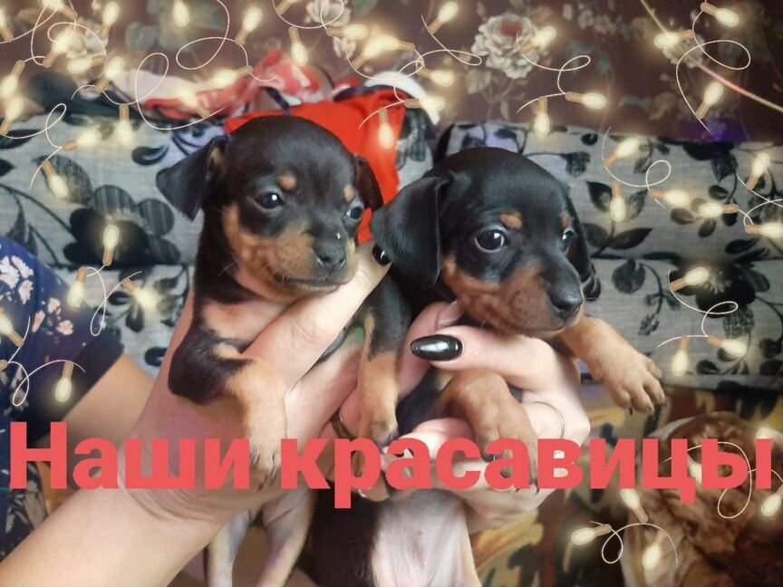 Той-терьер щенки