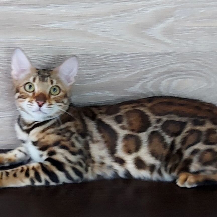 Бенгальская