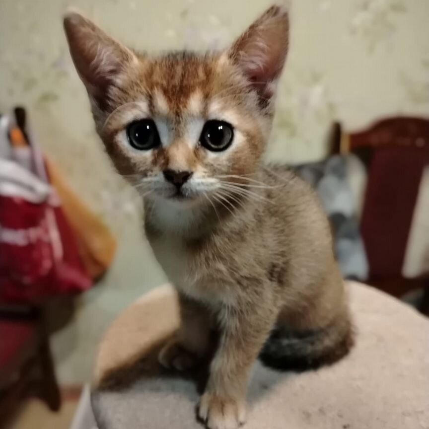 Абиссинский котёнок