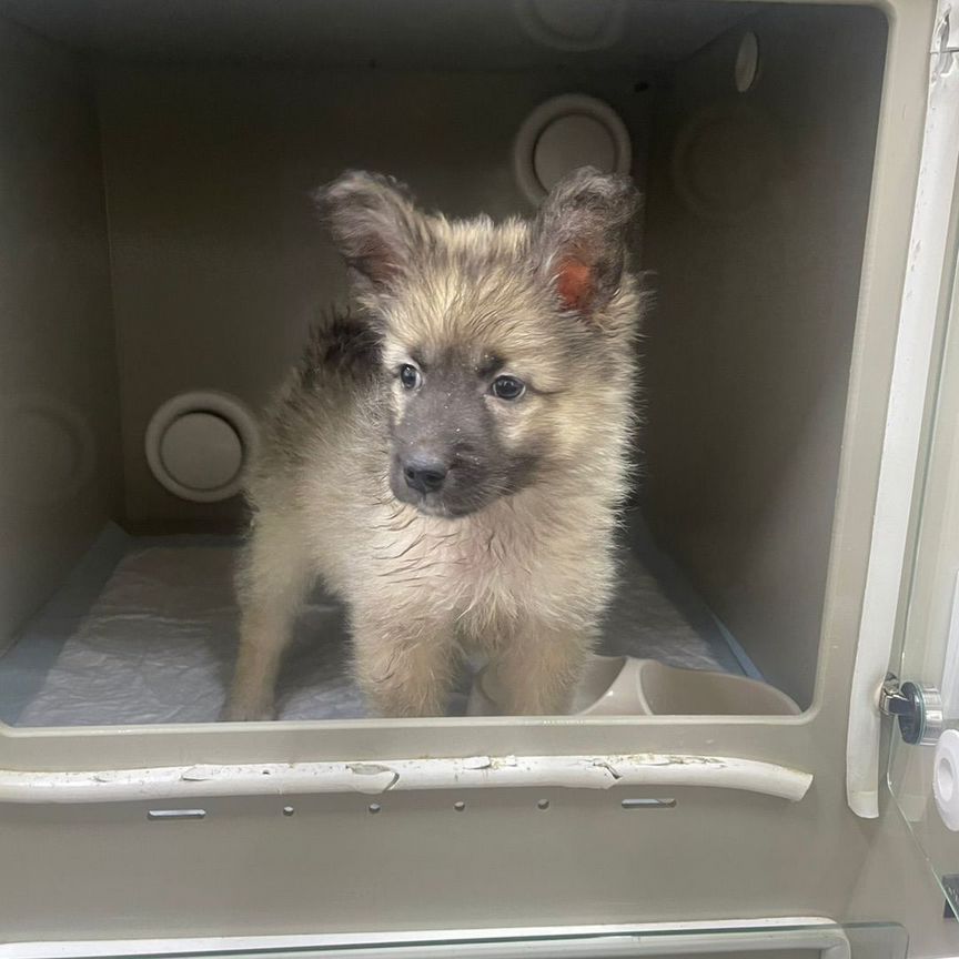 Щенок Стеша в добрые руки