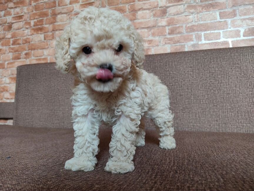 Девочка той-пудель