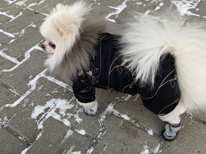 Комбинезон и другая одежда для собачки