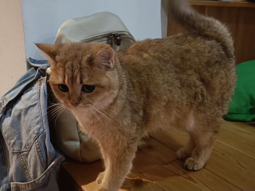 Кошка Мандаринка