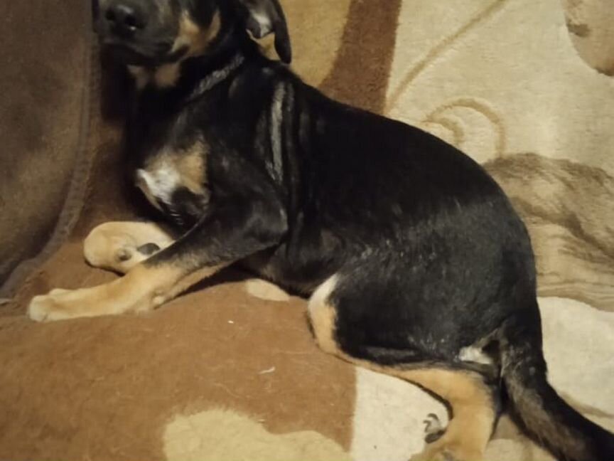 Щенок в добрые руки бесплатно