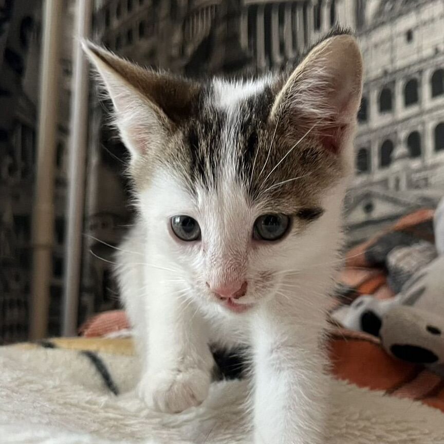Котёнок в добрые руки