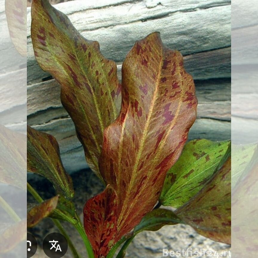 Эхинодорус оцелот ред