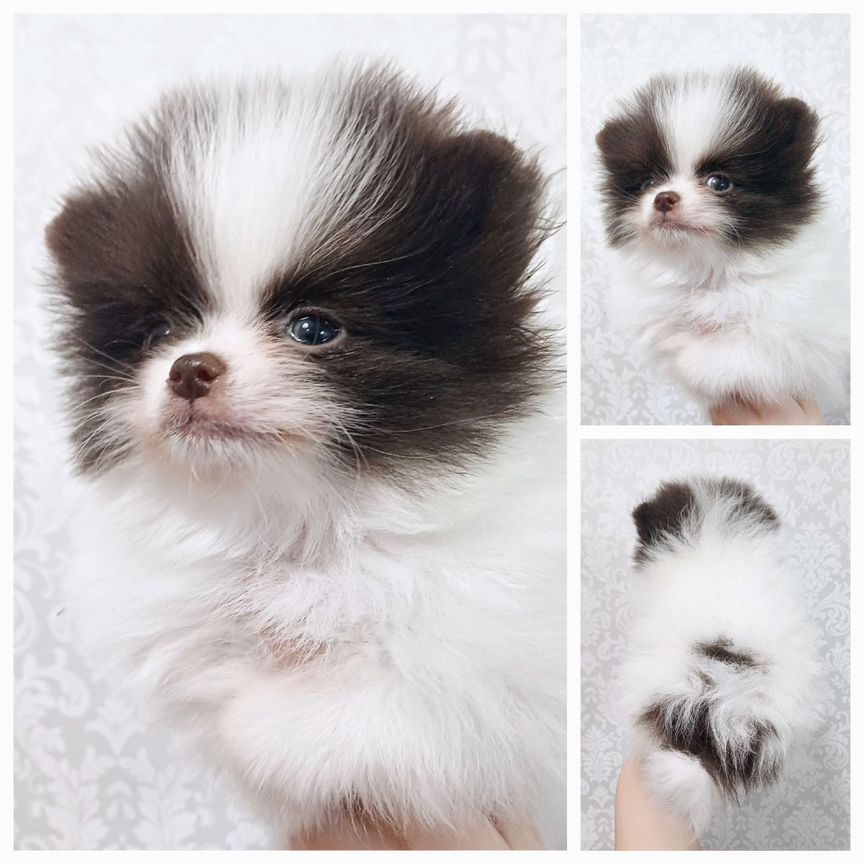 Мини micro шпиц патиколор мальчик
