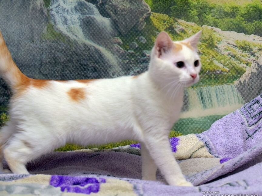Три бело рыжих котенка в поисках дома