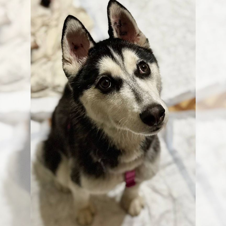 Взрослая собака в добрые руки