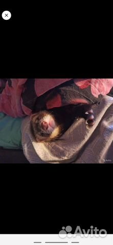 Вязка хорька