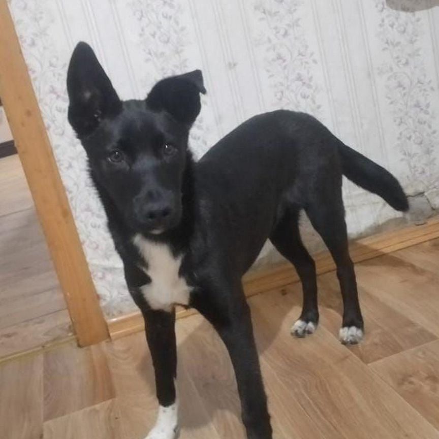 Щенок в добрые руки бесплатно