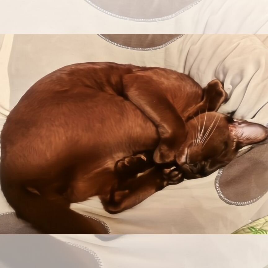 Европейский бурманский кот, вязка