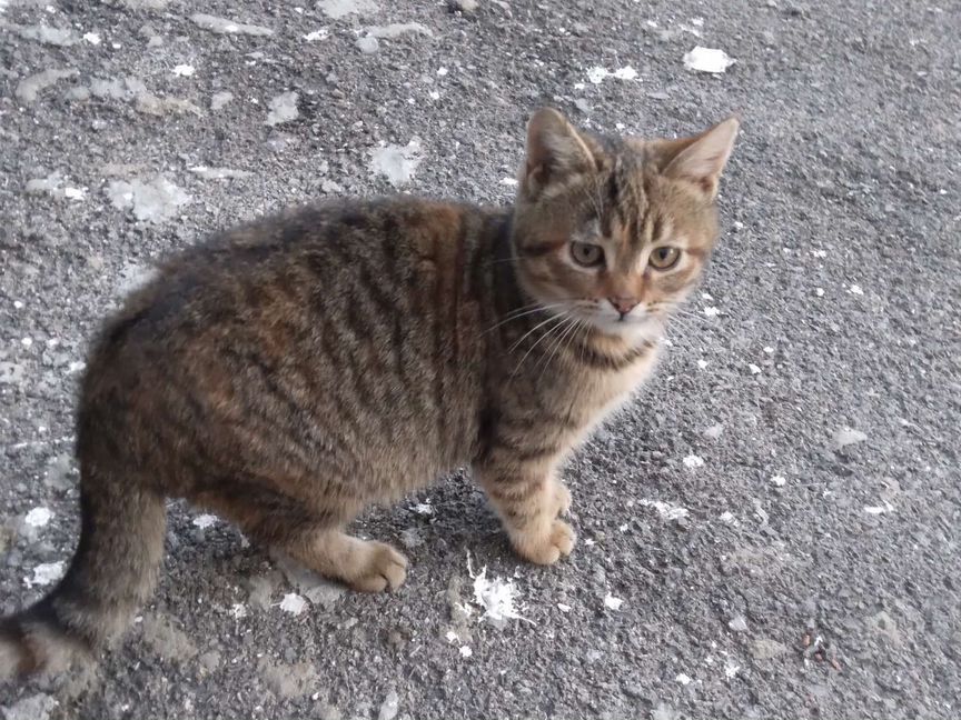 Котёнок рыже -коричневый