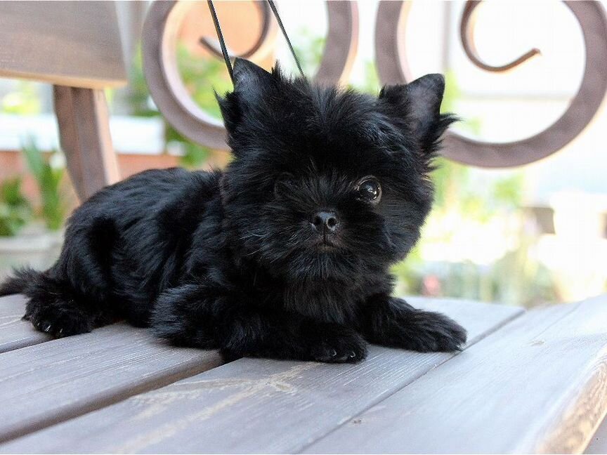 Мини мальчик