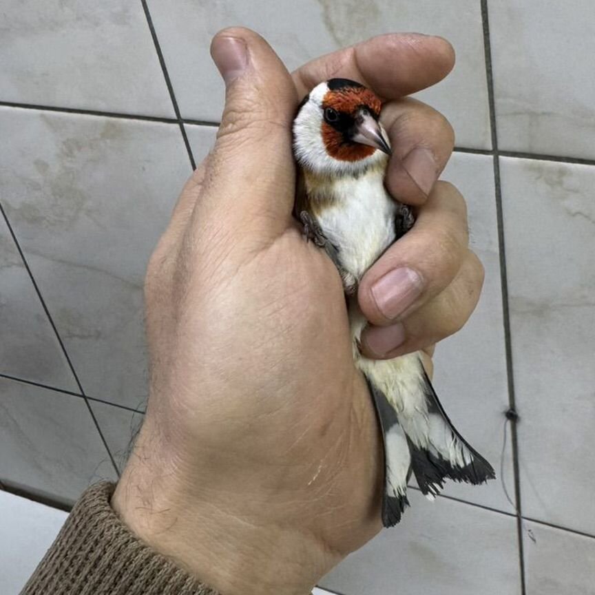 Отборные щеглы