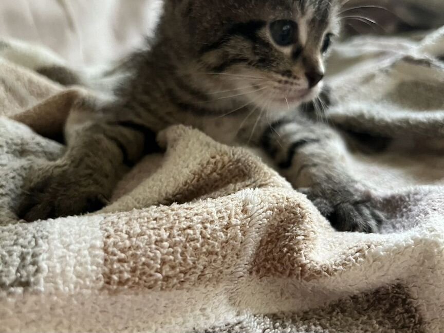 Котята 7недель