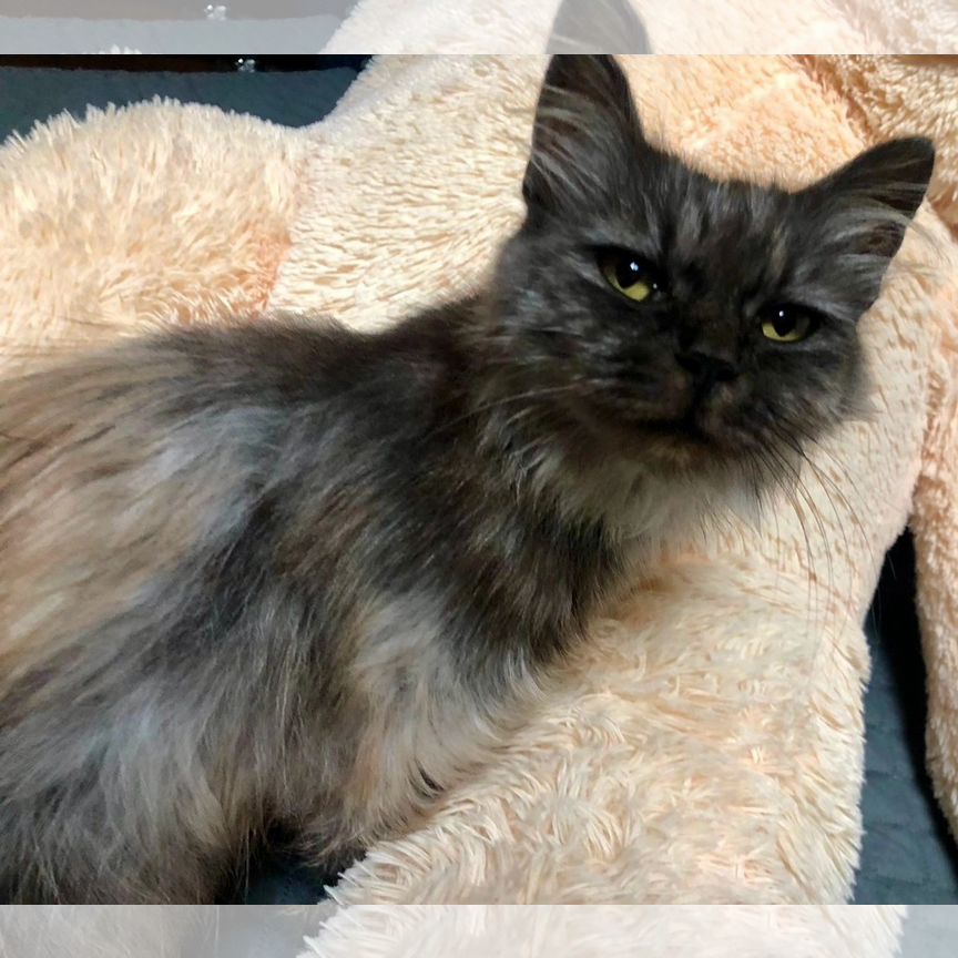 Британская короткошёрстная кошка, взрослая