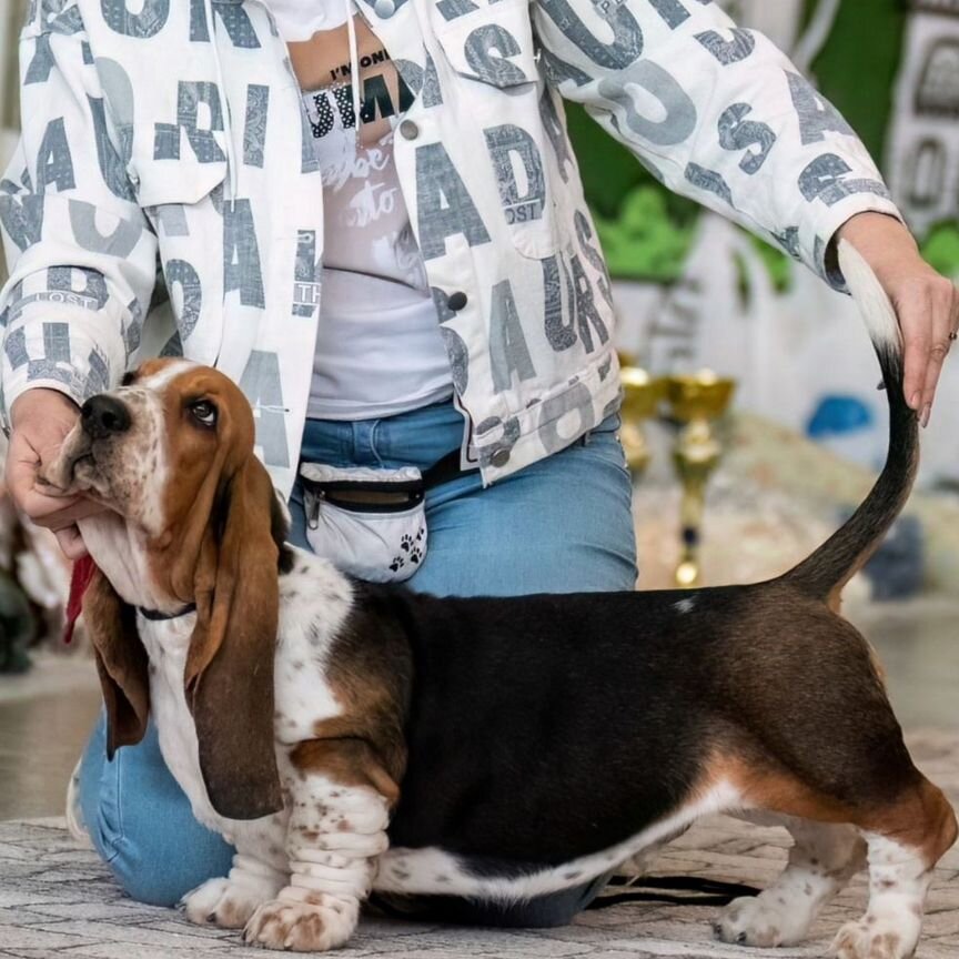 Бассет хаунд мальчик трёхцветный