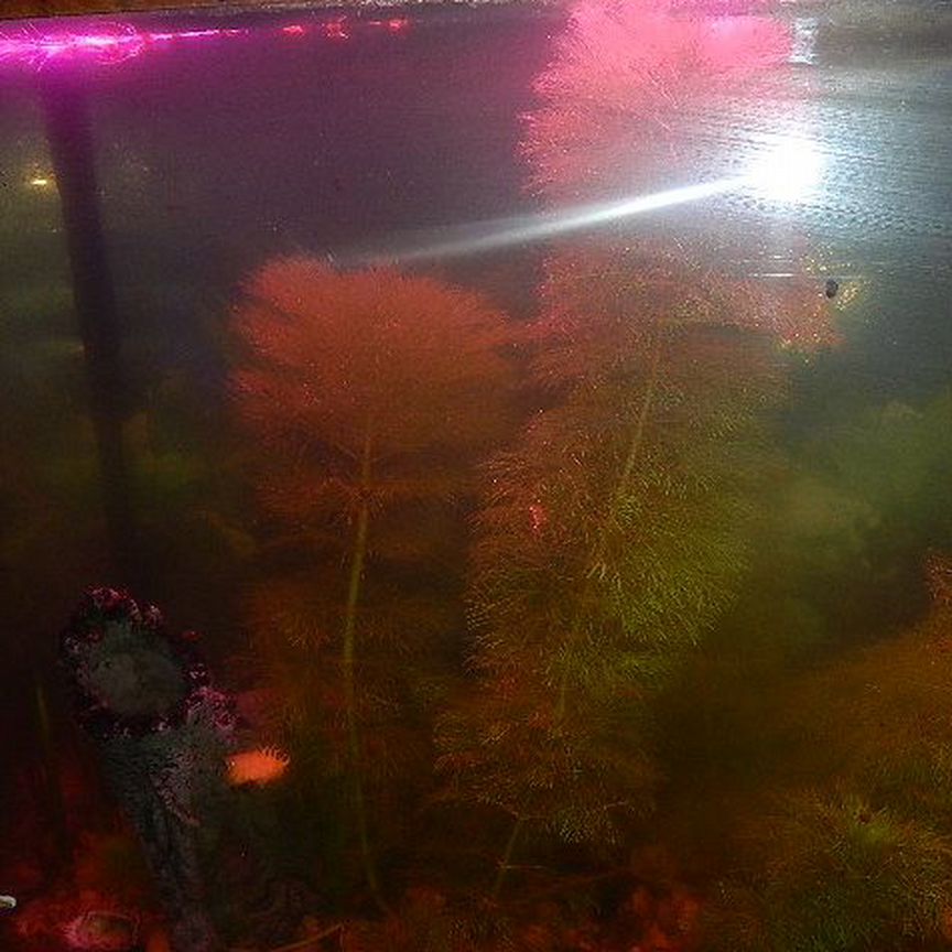 Растение аквариумное кабомба