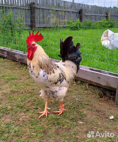 Петух доминант