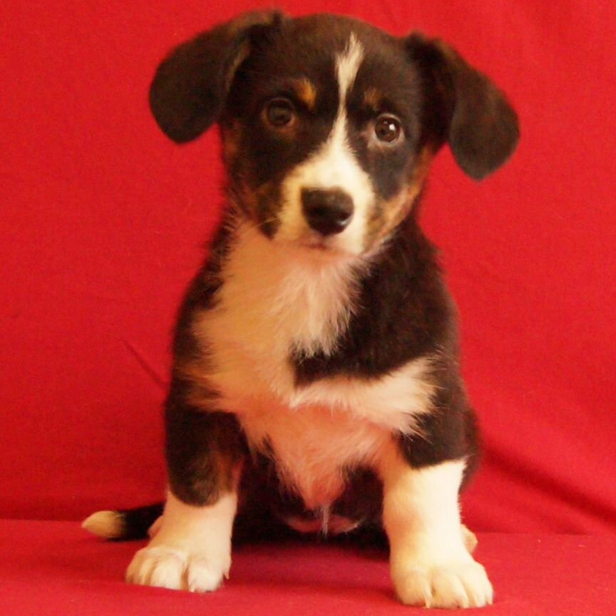 Вельш Корги Кардиган, щенок