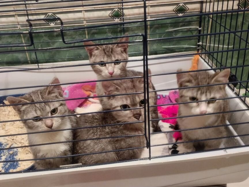 Котятки 3 мес