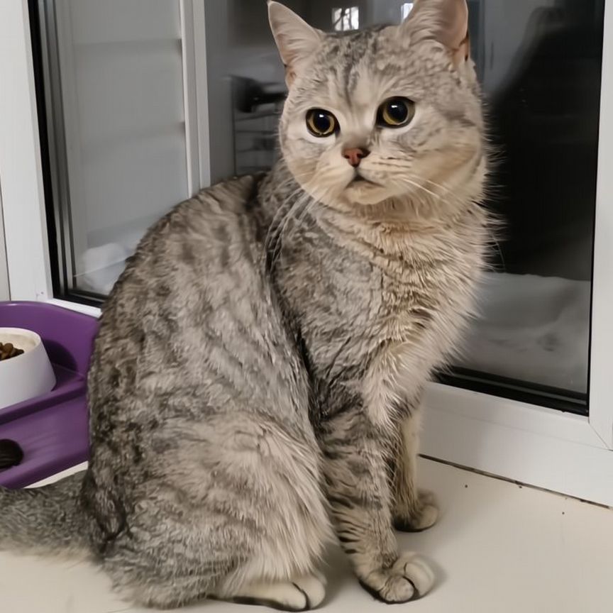 Шотландская прямоухая короткошёрстная, взрослая кошка