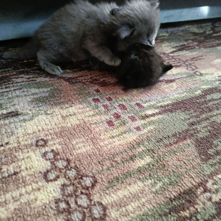 Отдам котят в хорошие руки