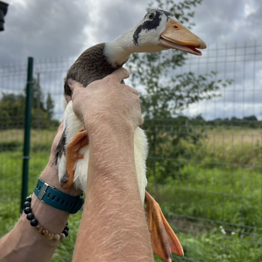 Селезень индийский бегунок