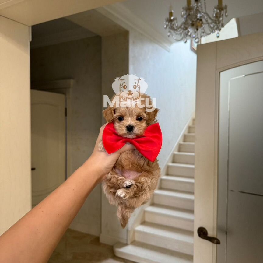 Мальтипу f1 mini baby face