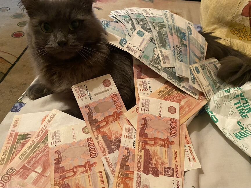 Кошки шотландцы