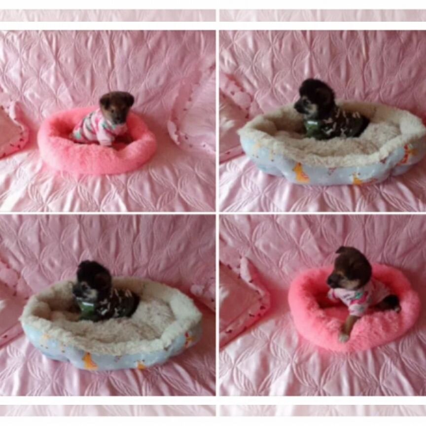 Щенок в добрые руки