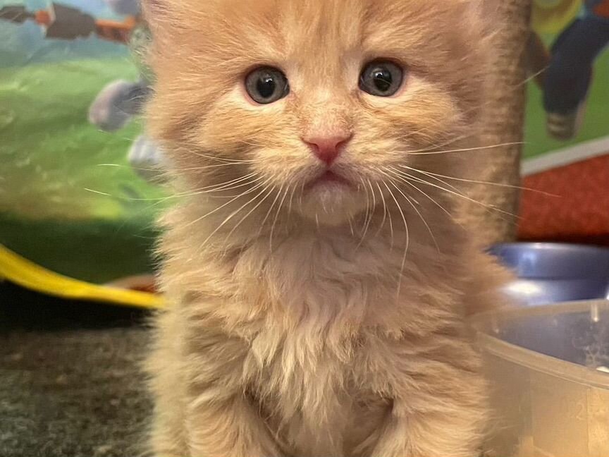 Котята мейн-кун