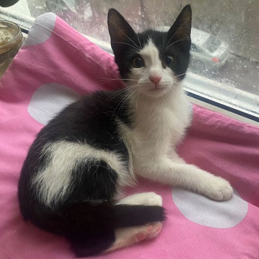 Котёнок в добрые руки