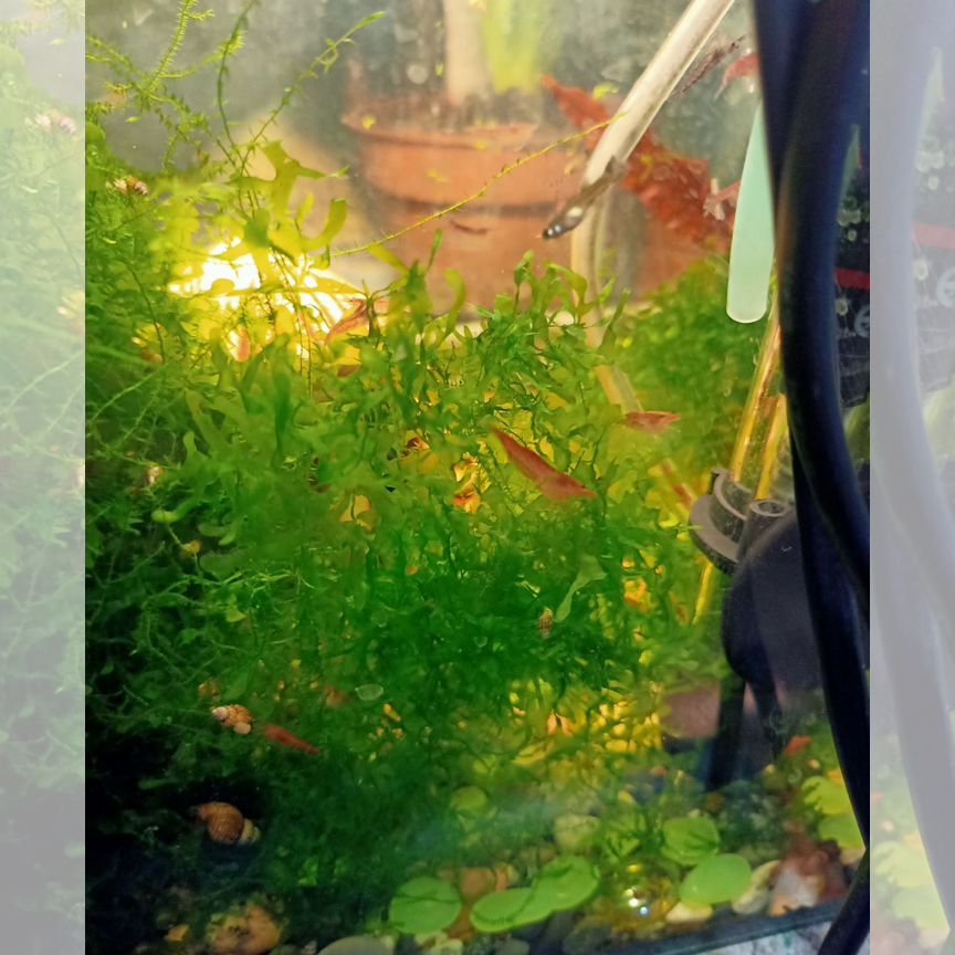 Малек гуппи и подростки креветок