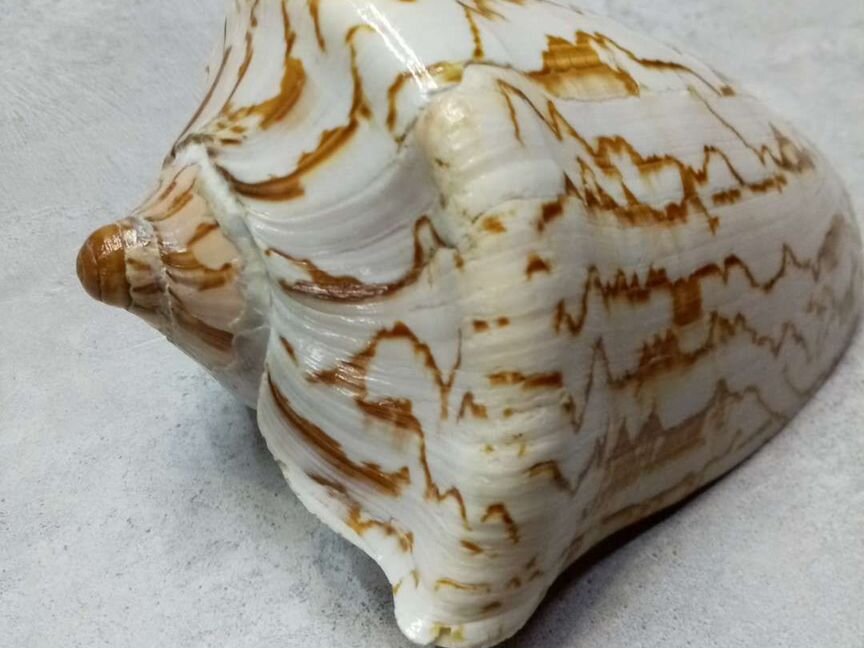 Ракушка Цимбиола благородная (Cymbiola nobilis)