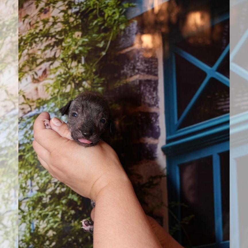 Ксолоитцкуинтли стандартный размер