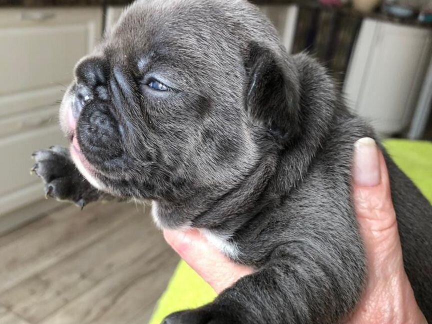 Французский бульдог щенки