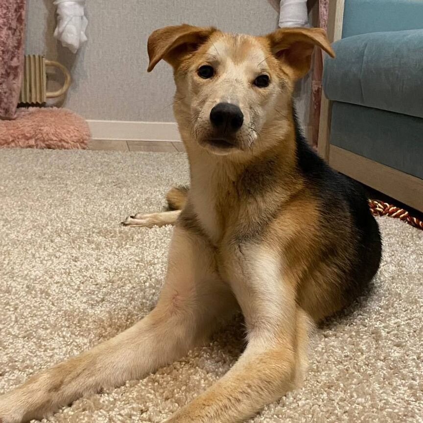 Русская гончая, щенок