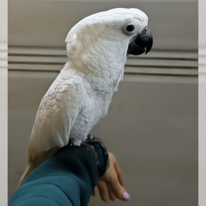 Попугай Какаду ручные