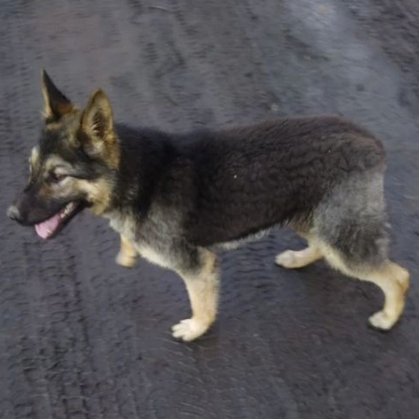 Немецкая овчарка, щенок