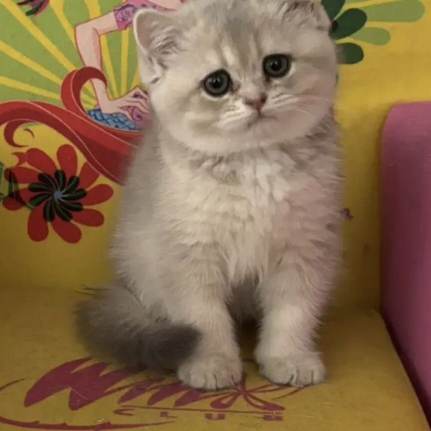 Шотландский прямоухий короткошёрстный котёнок